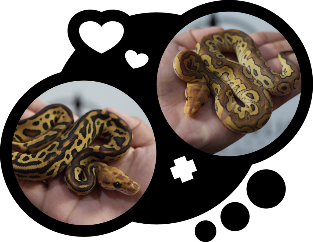 Breeding Program